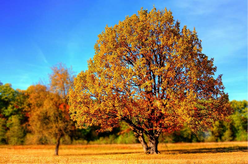Fall Allergy Relief: Tips So You Can Breathe Better This Season